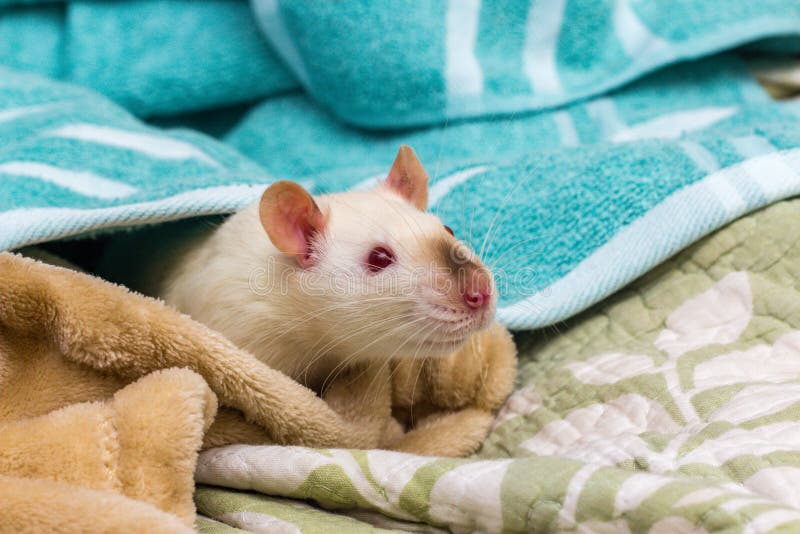 Fancy Pet Rat Sofa stock image. Image of ruby, rattus - 145585965