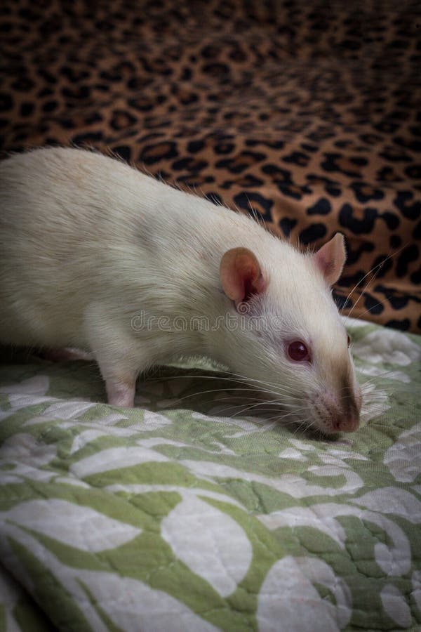 Fancy Pet Rat Sofa stock image. Image of fancy, eyes - 203608783