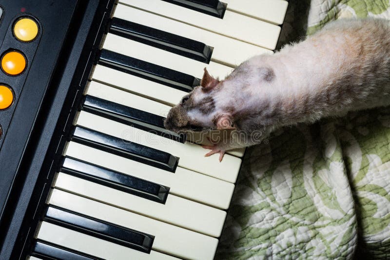 Pet Rats Musical Instruments Stock Photo - Image of cute, rock: 226987776