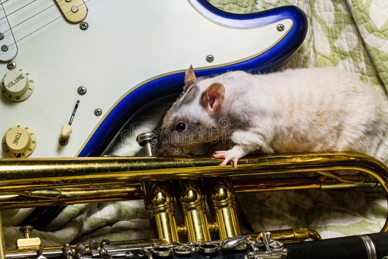 Rat Playing Trumpet Stock Photos - Free & Royalty-Free Stock Photos ...
