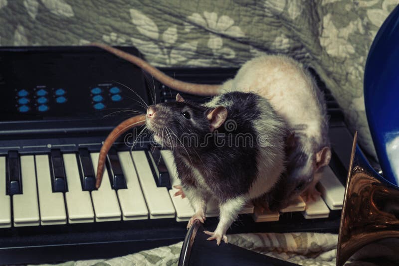 Rat Playing Trumpet Stock Photos - Free & Royalty-Free Stock Photos ...