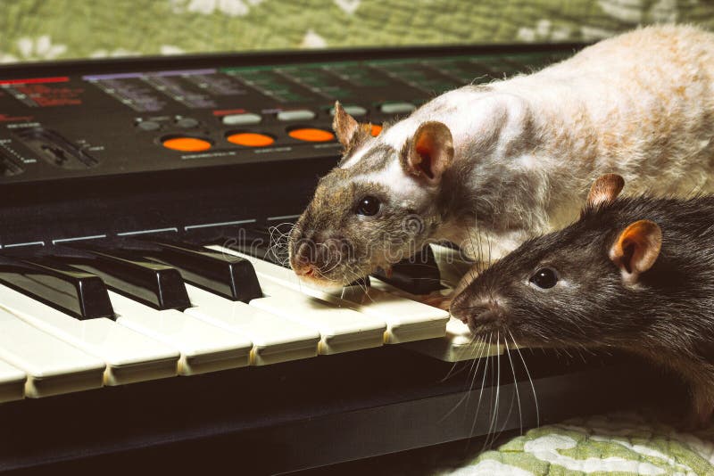 Pet Rats Musical Instruments Stock Image - Image of music, band: 226983589