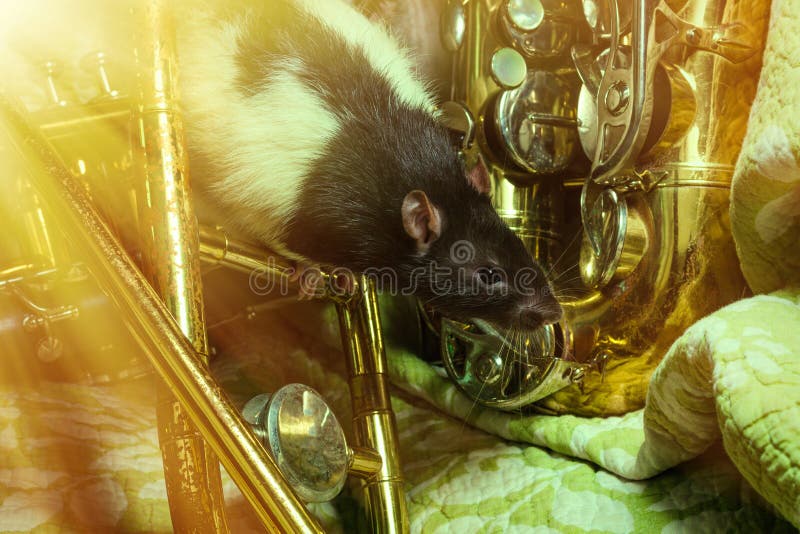 Musical Rats stock image. Image of duet, musician, mammal - 10559681