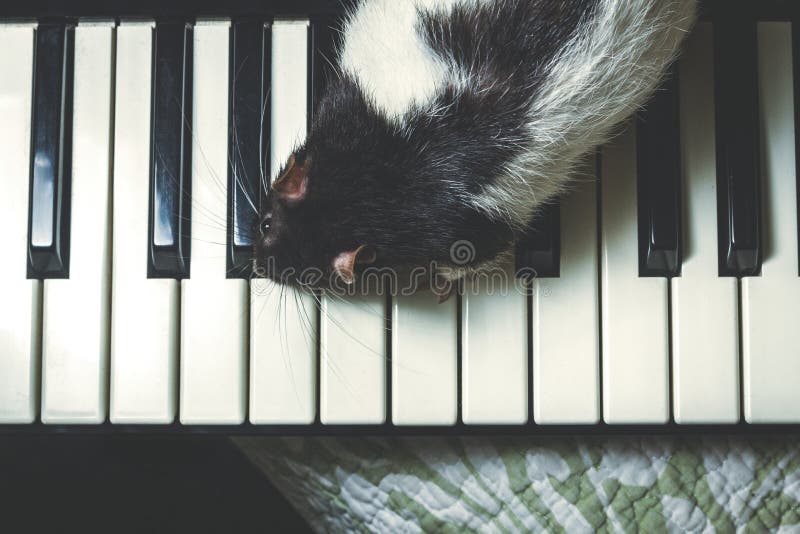 Musical Rats stock image. Image of duet, musician, mammal - 10559681