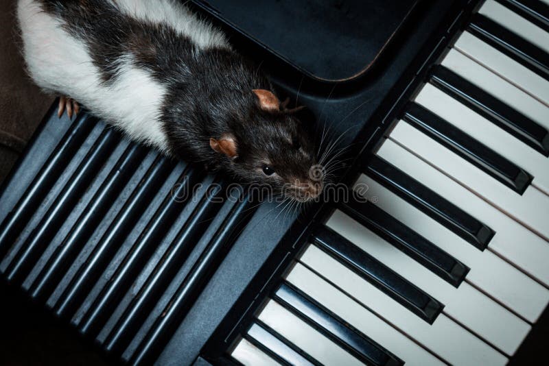 Musical Rats stock image. Image of duet, musician, mammal - 10559681