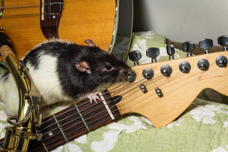 Musical Rats stock image. Image of duet, musician, mammal - 10559681