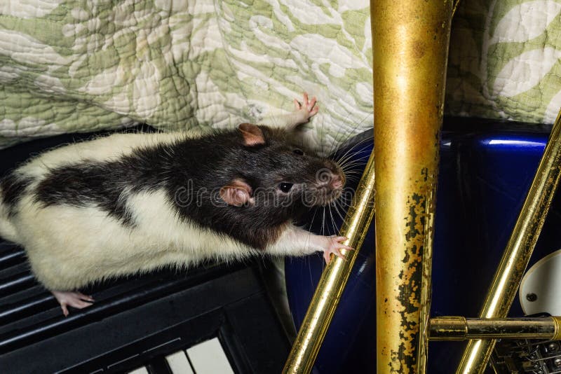 Musical Rats stock image. Image of duet, musician, mammal - 10559681