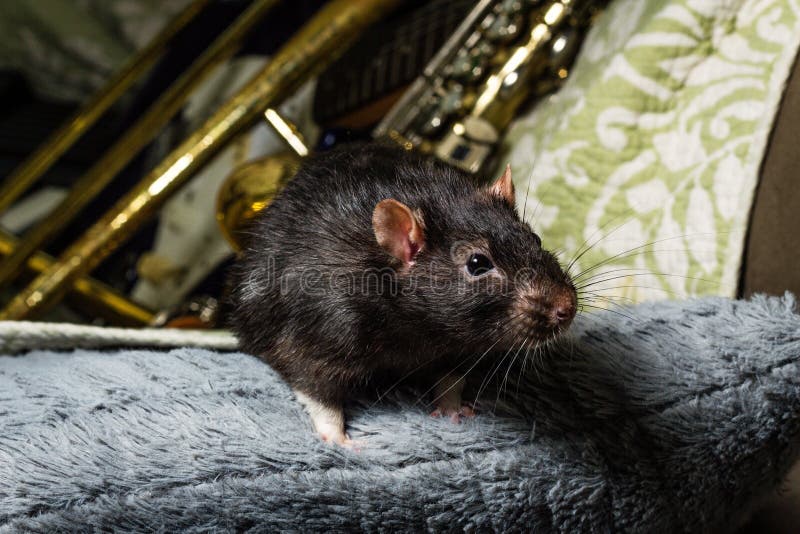 Pet Rats Musical Instruments Stock Photo - Image of friend ...