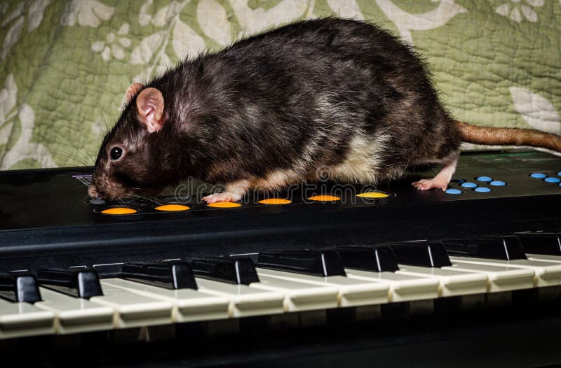 Pet Rats Musical Instruments Stock Image - Image of experiment ...