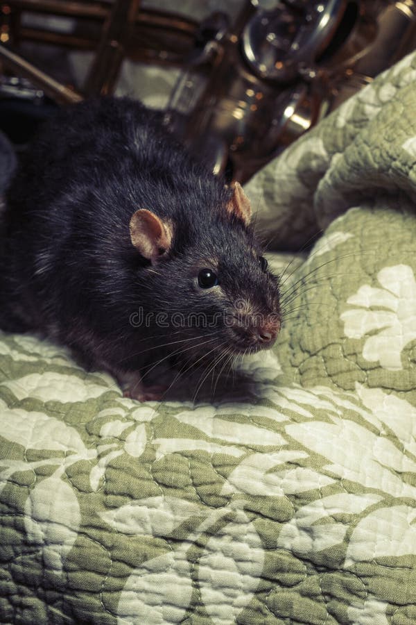 Pet Rats Musical Instruments Stock Photo - Image of song, exploring ...