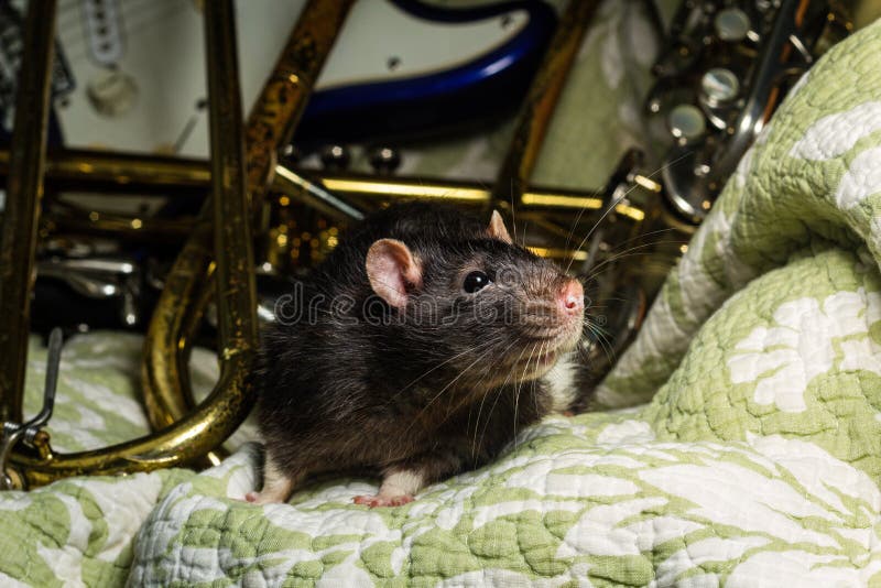 Pet Rats Musical Instruments Stock Image - Image of band, mammal: 226987751