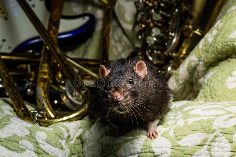 Pet Rats Musical Instruments Stock Photo - Image of musical, exploring ...