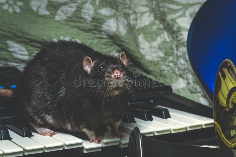 Rat Playing Trumpet Stock Photos - Free & Royalty-Free Stock Photos ...