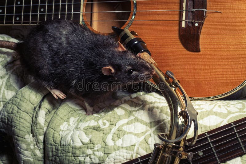 Pet Rats Musical Instruments Stock Photo - Image of band, brass: 226987766