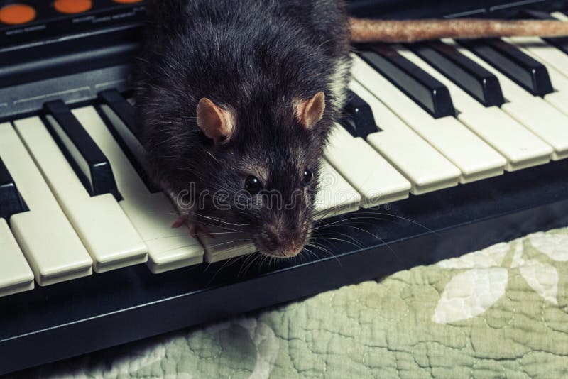 Pet Rats Musical Instruments Stock Image - Image of classical, friend ...