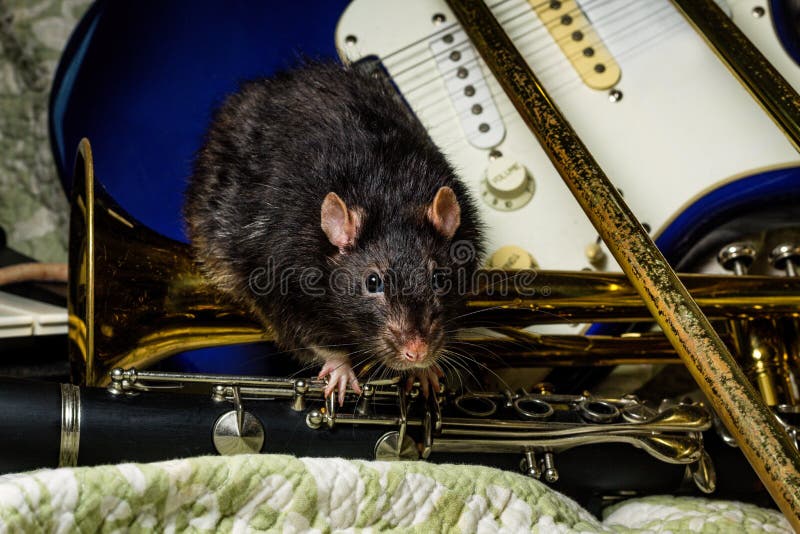 Rat Playing Trumpet Stock Photos - Free & Royalty-Free Stock Photos ...