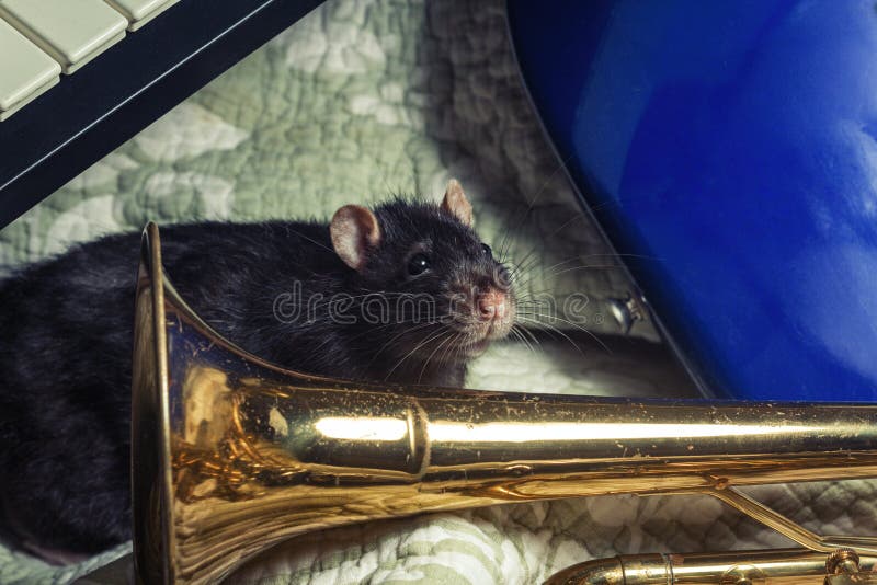 Rat Playing Trumpet Stock Photos - Free & Royalty-Free Stock Photos ...