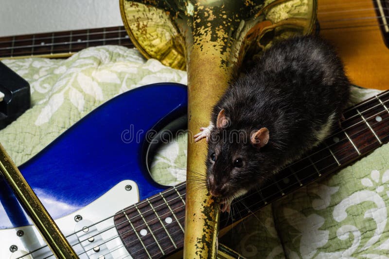 Pet Rats Musical Instruments Stock Image - Image of electric, guitar ...