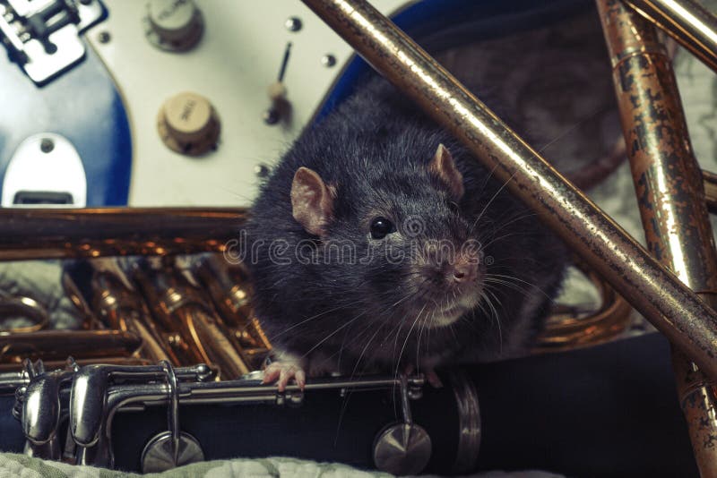 Pet Rats Musical Instruments Stock Image - Image of orchestra ...