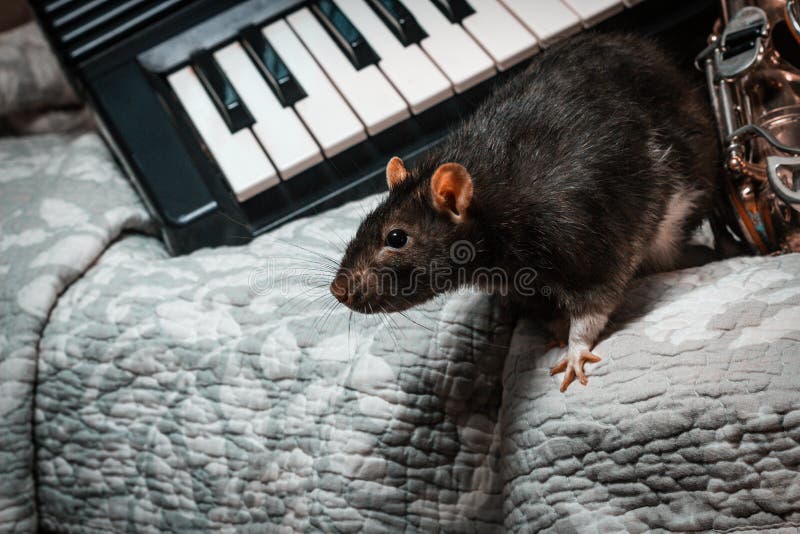 Pet Rats Musical Instruments Stock Image - Image of music, science ...
