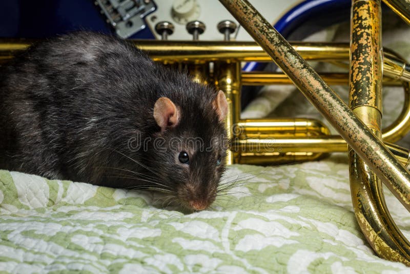 Rat Playing Trumpet Stock Photos - Free & Royalty-Free Stock Photos ...