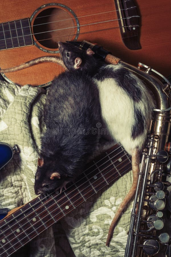 Pet Rats Musical Instruments Stock Image - Image of black, fancy: 226987871