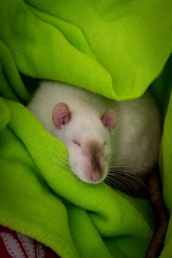 Fancy Pet Siamese Rat stock photo. Image of friendly - 174495904
