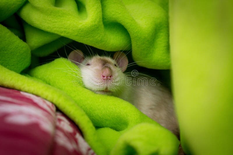 Fancy Pet Siamese Rat stock image. Image of himalayan - 174495927