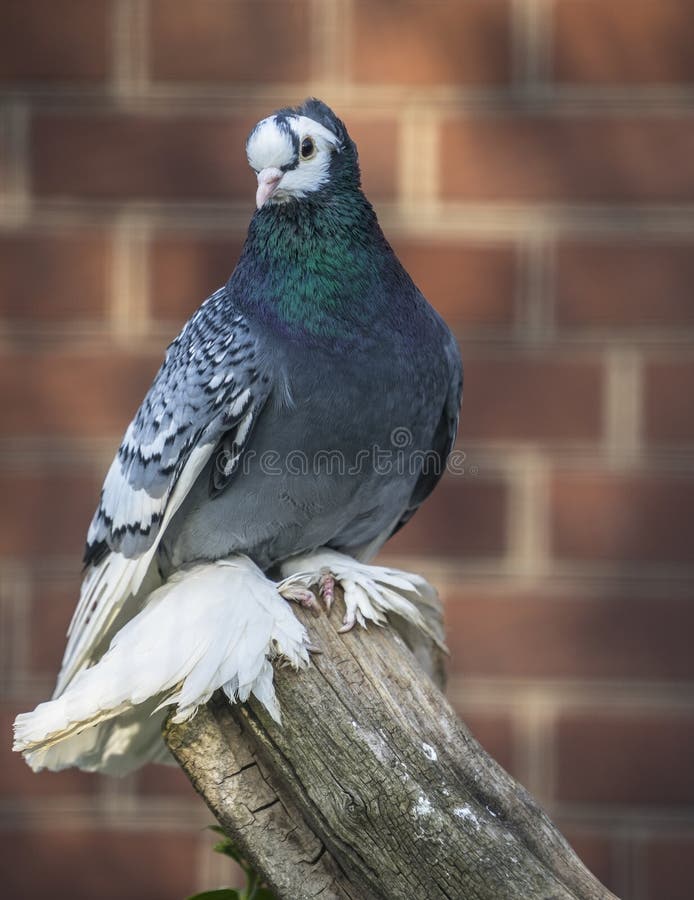 Fancy Pigion Stock Photos - Free & Royalty-Free Stock Photos from ...