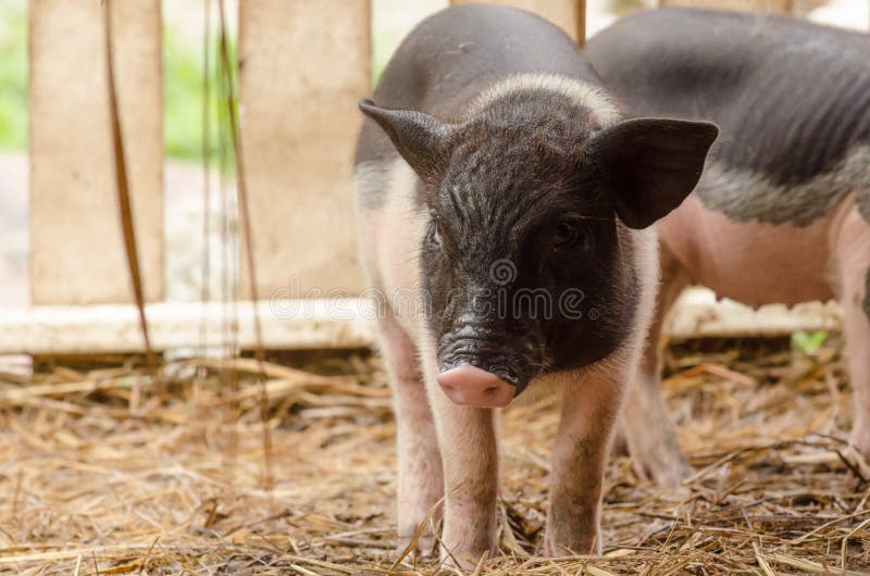 Fancy piglet stock image. Image of livestock, happy, agriculture - 73521089