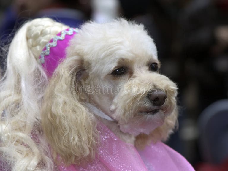 Fancy Poodle stock image. Image of fashion, princess, costume - 91265