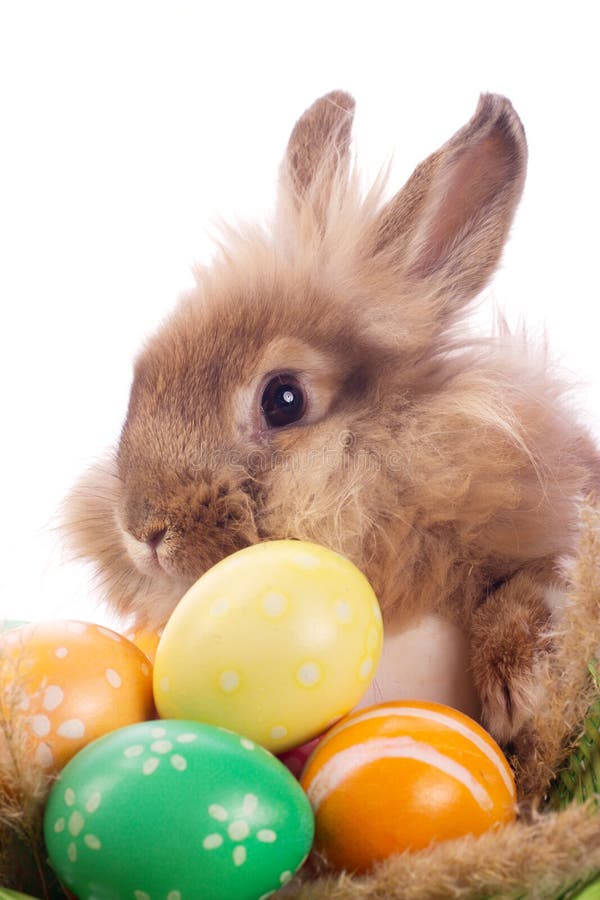 Fancy Rabbit and Easter Eggs Stock Image - Image of sitting, sweet ...