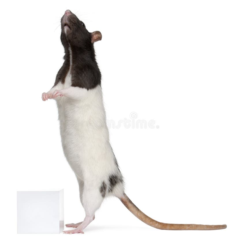 Fancy Rat Standing Up in Front of White Background Stock Photo - Image ...