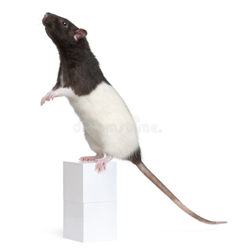 Fancy Rat Standing Up in Front of White Background Stock Photo - Image ...