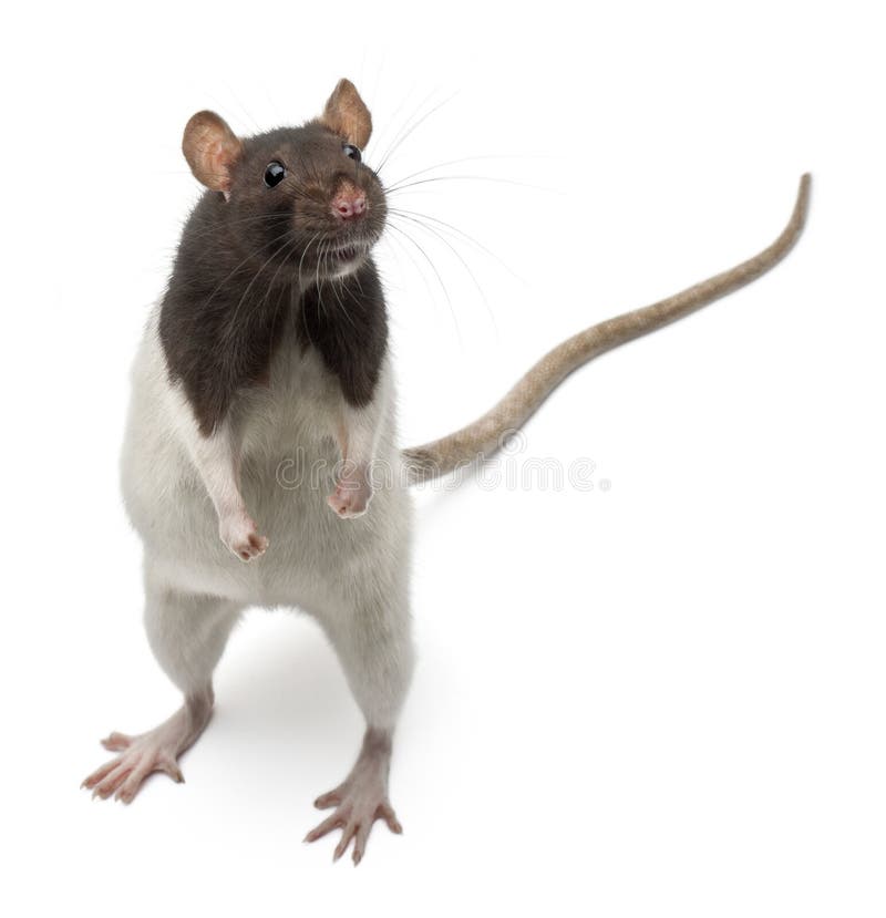 Fancy Rat Standing Up in Front of White Background Stock Photo - Image ...