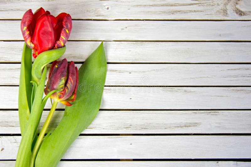 Fancy Red Tulips on Whitewashed Wood Stock Image - Image of bouquet ...