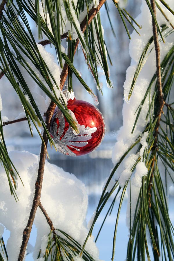 Fancy Red Xmas Ball in a Pine Tree Stock Image - Image of ball, closeup ...