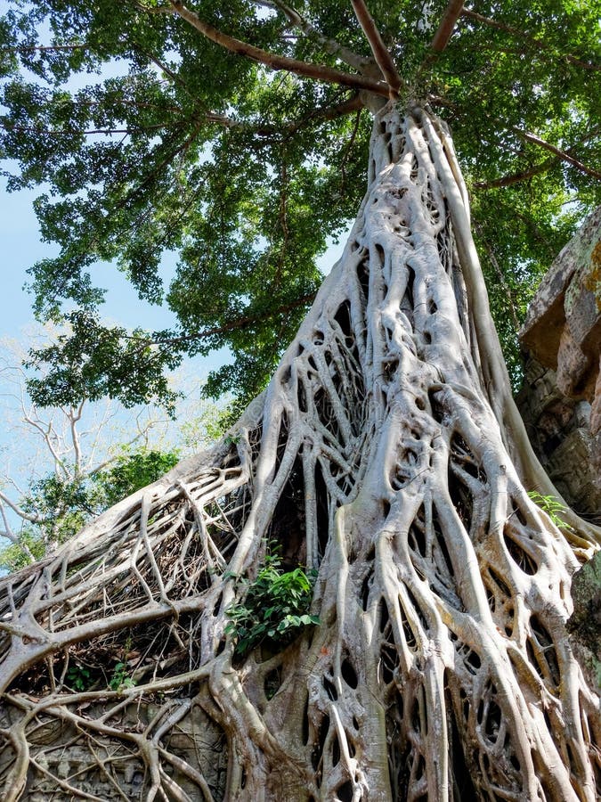 Fancy Roots of a Huge Tropical Tree, Walking Ficus, Banyan Stock Image ...