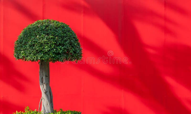 Fancy Round Shaped Tree on the Red Background with the Copy Space Stock ...