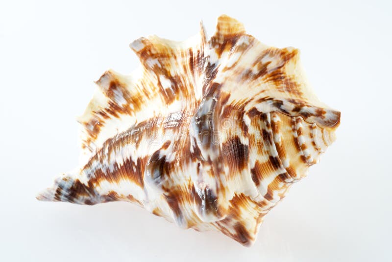 Fancy Seashell stock image. Image of ichthyology, living - 17522873