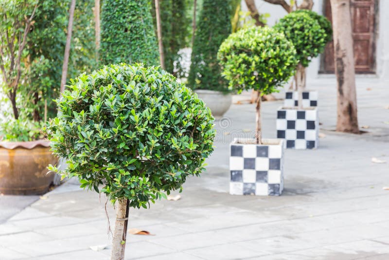 Fancy Shaped Decorative Trees with Button Mushroom Like Canopy Stock ...