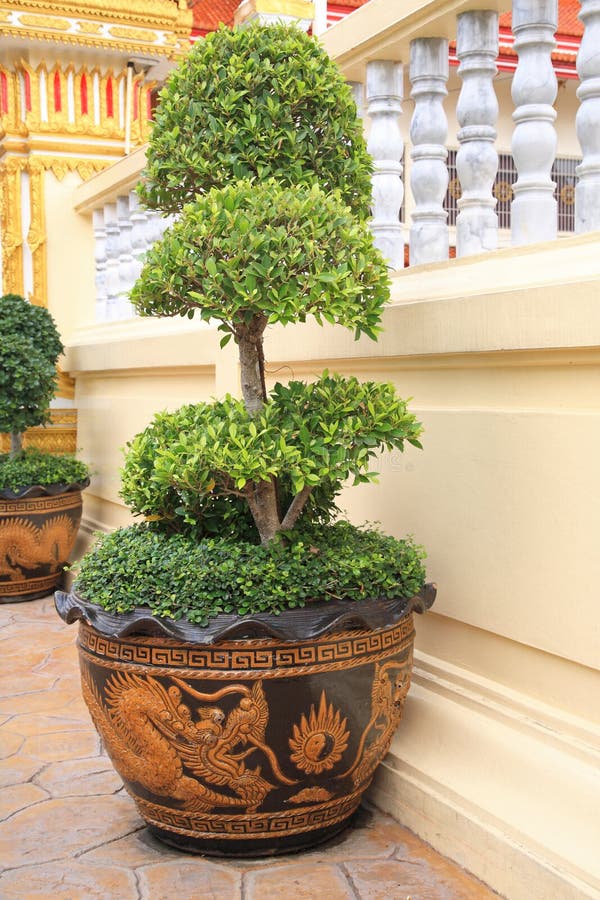 Fancy Shaped Decorative Tree on Flower Pot Stock Image - Image of mini ...