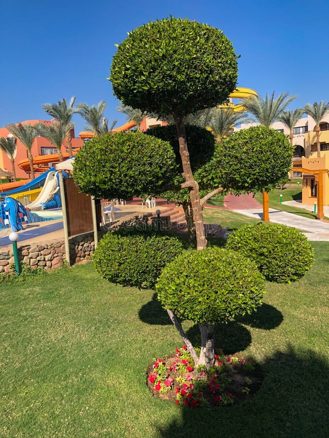 Fancy Shaped Decorative Tree on Playground Background Stock Photo ...