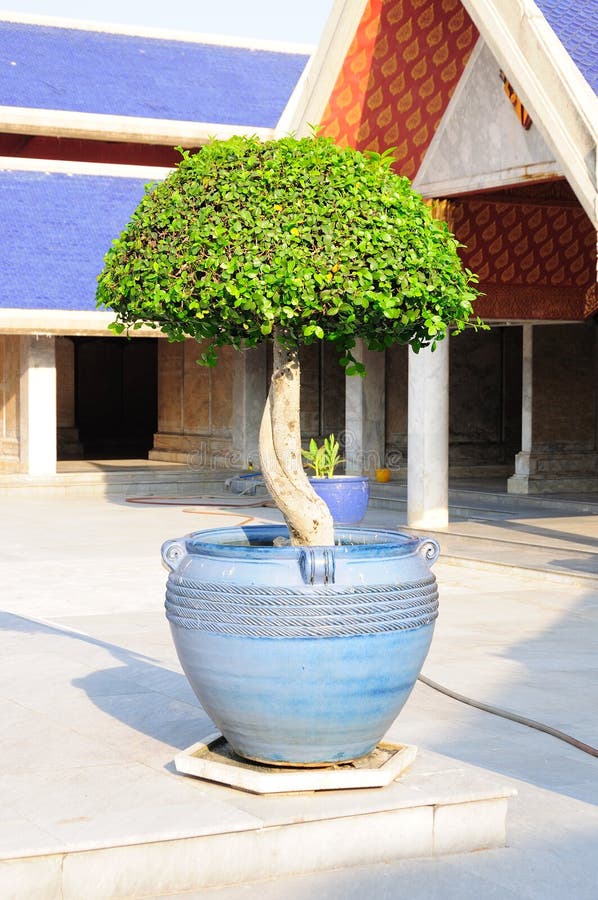 Fancy Shaped Decorative Trees with Button Mushroom Like Canopy Stock ...