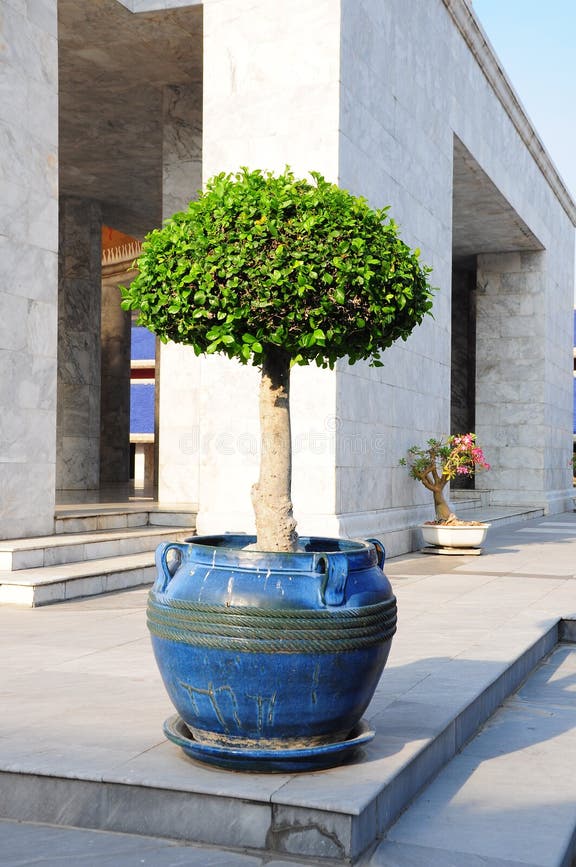 Fancy Shaped Decorative Tree Stock Photo - Image of asian, style: 32505434