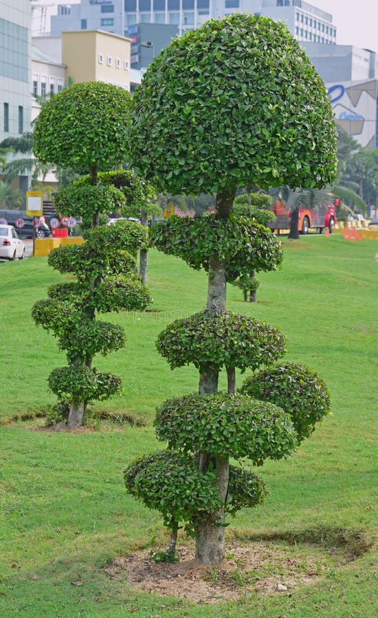Fancy Shaped Decorative Trees with Button Mushroom Like Canopy Stock ...