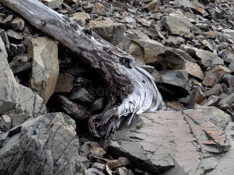 Fancy-shaped Snag on Textured Stones Stock Image - Image of landscape ...