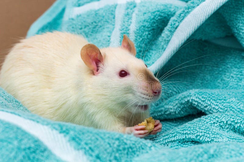 Fancy Pet Rat Sofa stock photo. Image of ruby, docile - 145585904