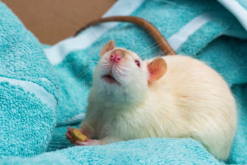 Fancy Pet Rat Sofa stock photo. Image of friend, docile - 118905262