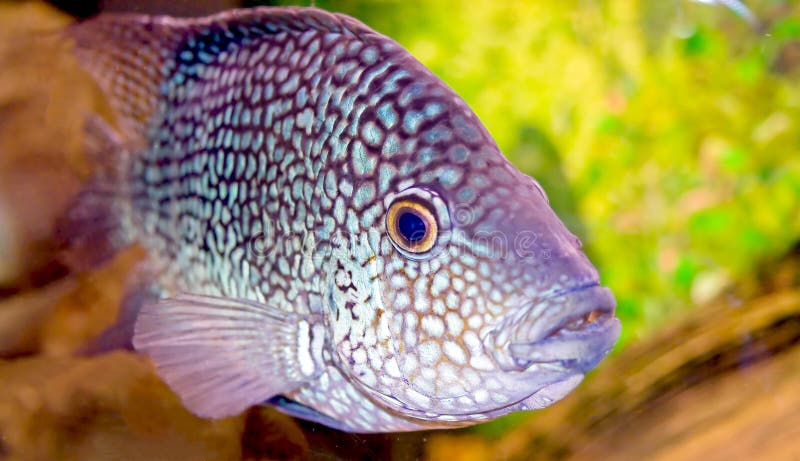 Variegated Makeup of Parrot Fish, Maldives Stock Image - Image of ...